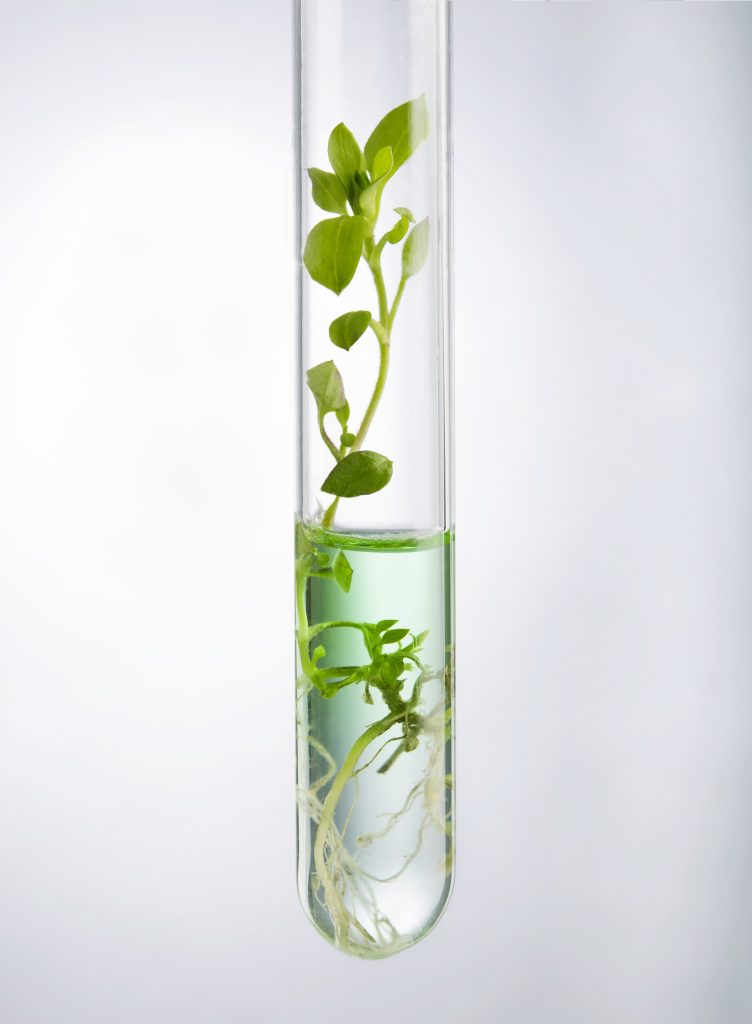 Ask the experts: GM ingredients - My Everyday Wellbeing