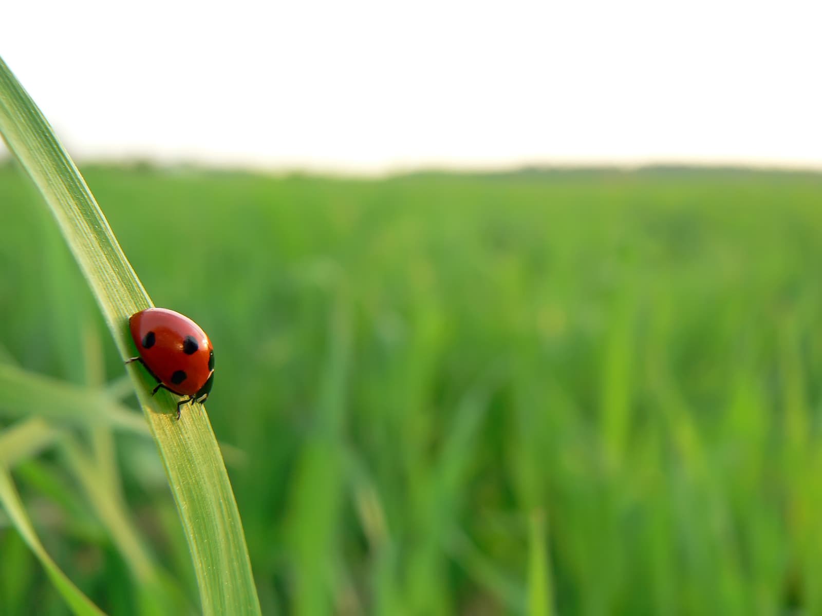 Beat those bugs - My Everyday Wellbeing