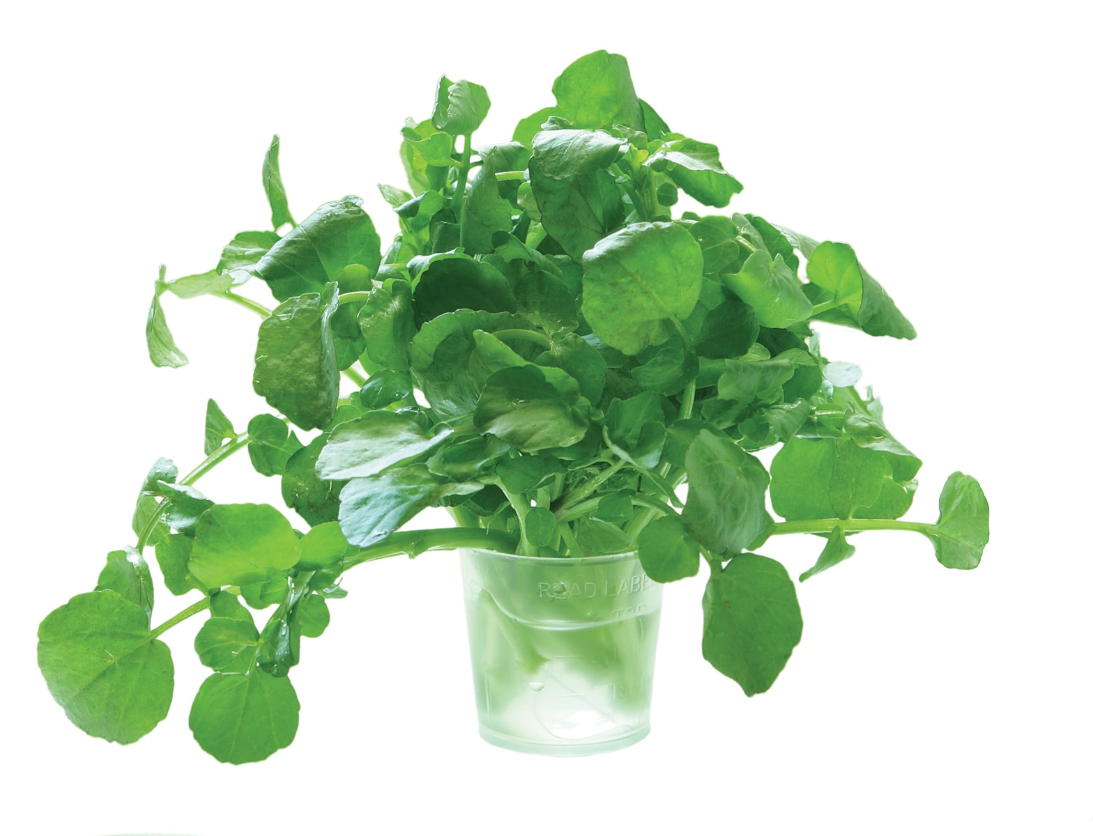 In season late autumn: Watercress, passionfruit - My Everyday Wellbeing