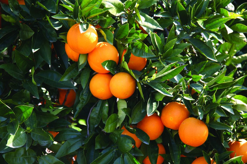 What to do with navel oranges - My Everyday Wellbeing