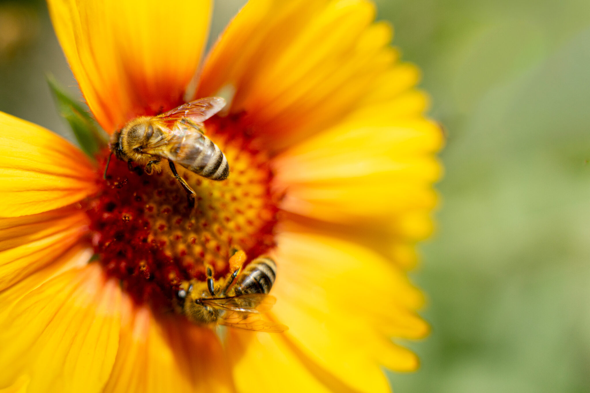 How to get the native buzz–just add bees! - My Everyday Wellbeing